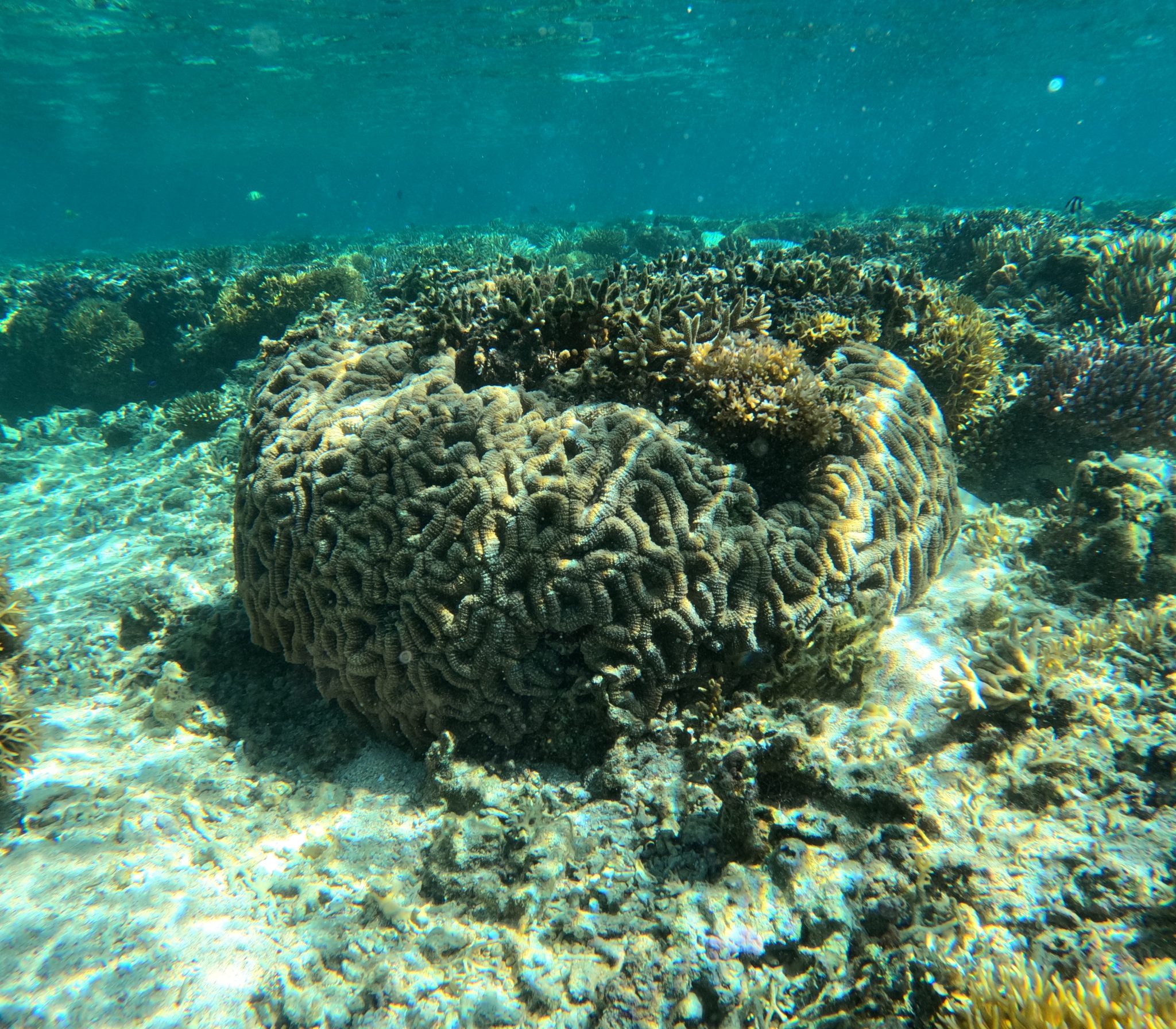 Gallery – Naidiri Marine Biodiversity Park